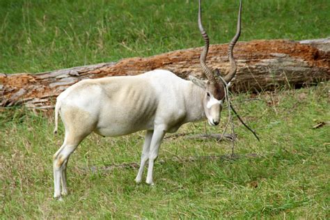 Addax Binder Park Zoo