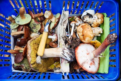 Joko Ajattelit Aloittaa Sienestämisen Tuomas Lilleberg Auttaa Sinut Alkuun Sienimetsiin