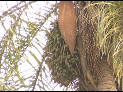 Plantas Do Cerrado Bocaiúva Youtube