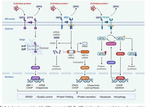 Figure 1 From Endoplasmic Reticulum Stress Mediated Apoptosis And