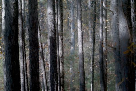 Sigma Sd14 10 Year Recapreview Boon Vong B