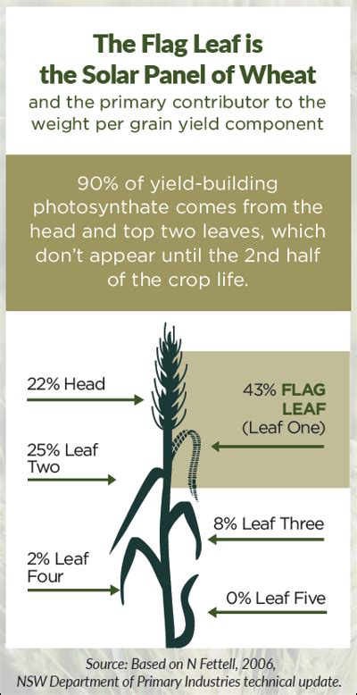 Flag Leaf Nutrition The Mcgregor Company Agronomy Experts