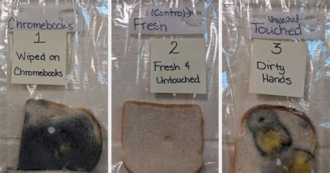 This School S Moldy Bread Experiment Went Viral After It Showed How Many Germs Are On Our Hands