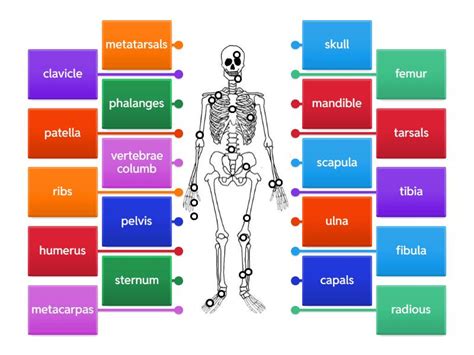 The Bones Labelled Diagram