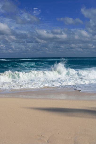 Playa Cabbage Fotos Banco De Fotos E Imágenes De Stock Istock