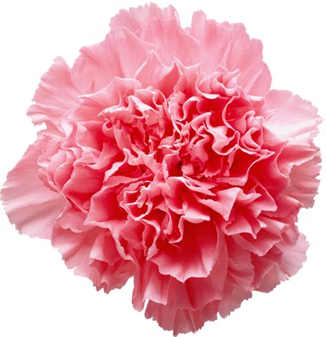 康乃馨 花朵 Png素材