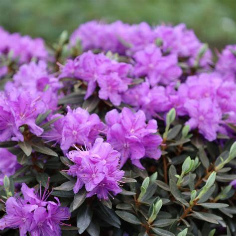 Purple Gem Rhododendron For Sale Dwarf Purple Shrub