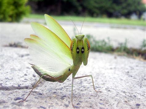 U Spaceodysseus Has Analysed The Thargoid Message Scan Sound Using The