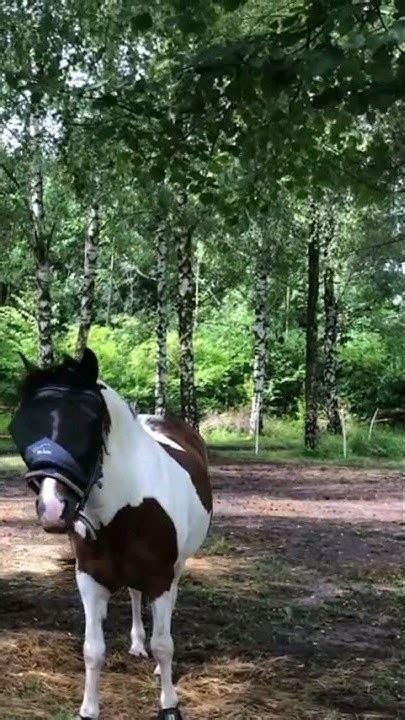 Mladi Šarac Atrakcija Sela Youtube