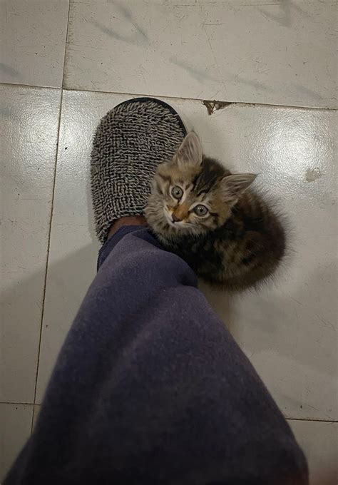 My Smol Beauty🫠 Rillegallysmolcats