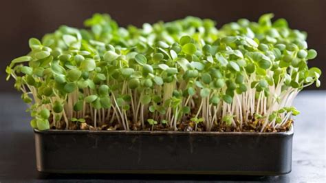 Wheatgrass Microgreens Discover The Health Benefits Of This Indoor