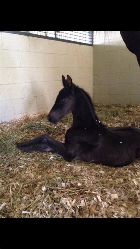 Nutcrackers Nirvana Black Filly American Saddlebred Horses Saddlebred