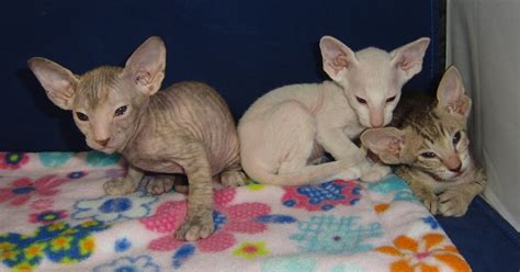 Available Cats And Kittens