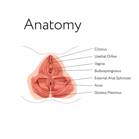 13 Duizend Clitoris Anatomy Rechtenvrije Illustraties Stockfotos En