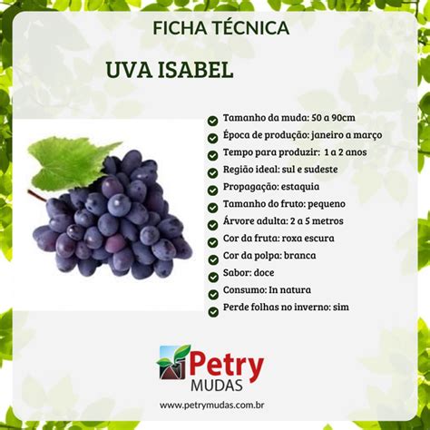 Muda Frutífera De Uva Isabel Enxertada