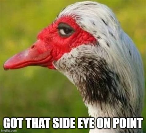 Side Eye Imgflip