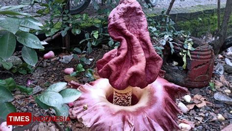 Wow Ada Bungai Bangkai Muncul Di Ponorogo Begini Bentuknya Times Indonesia