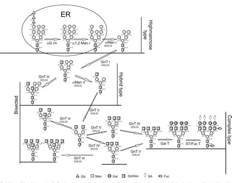 Figure 1 From Cell Migration The Role Of Integrin Glycosylation