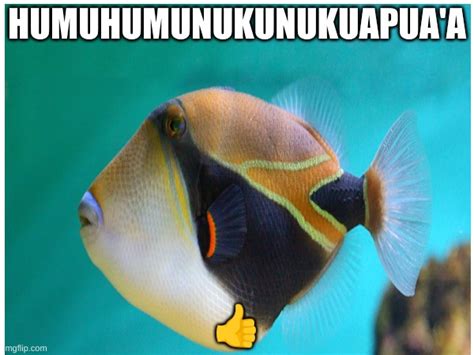 Hawaiian Fish Imgflip