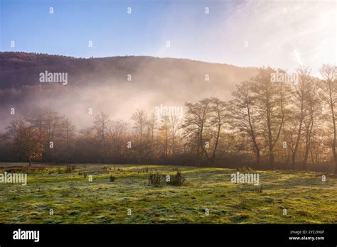 Trees In Morning Mist Dreamy Wonderland Grassy Meadow In The Valley