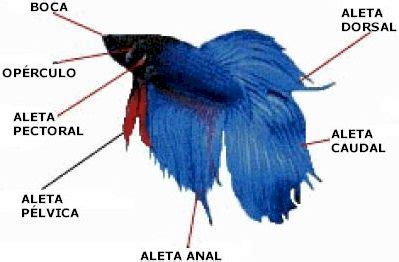 El Pez Betta El Pez Betta