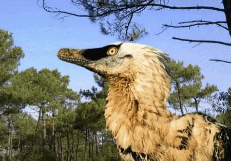 Velociraptor  Velociraptor Discover And Share S