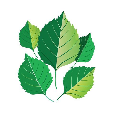 Beech Environment Leaf Vector Art Icons And Graphics For Free Download
