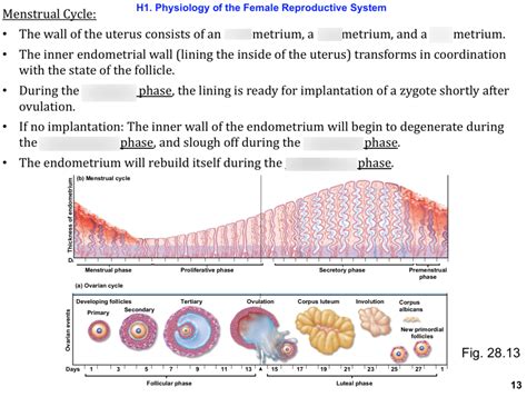 Menstrual Cycle Diagram Quizlet
