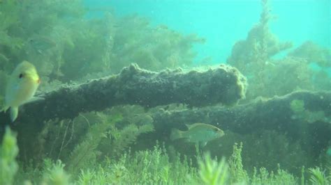 Higgins Lake Underwater Rock Bass Habitat Youtube