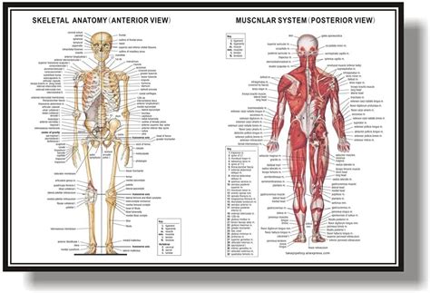 Mapa Do Corpo Humano Sistema Muscular Anatomia Spmix Modelos