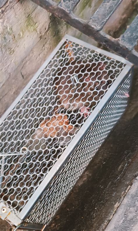 Professional Pest Control Rat Cockroach Ants Lizard 247 Car