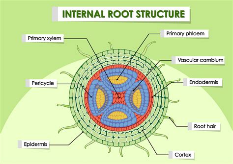 Free Vector Diagram Showing Internal Root Structure