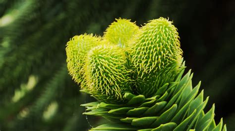 Celebrating Queer Nature Kew