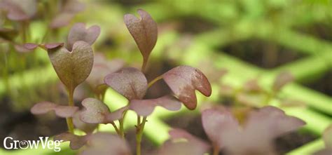 Cabbage Growing Masterclass The Secret To Year Round Harvests