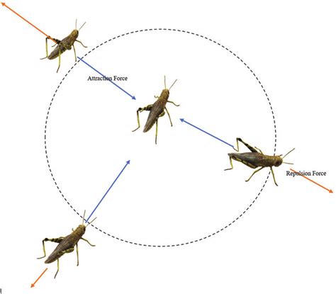 The Primitive Corrective Patterns Of Grasshopper Optimization Download Scientific Diagram