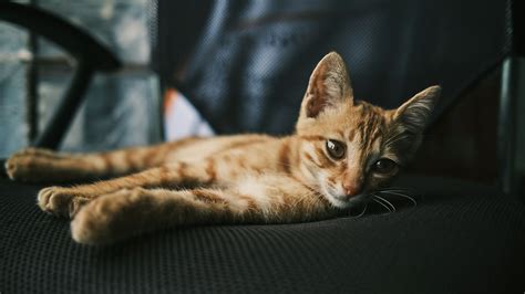 Living With A Cat Diagnosed With Fip What To Expect