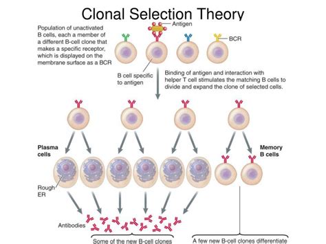 Ppt B And T Lymphocytes Mediaters Of Adaptive Immune Response Dr