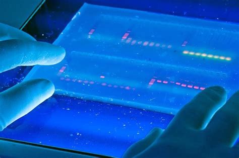 Dna Profiling A Level — The Science Hive