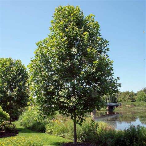 Fast Growing Trees In Texas With Photos Mighty Tree Care