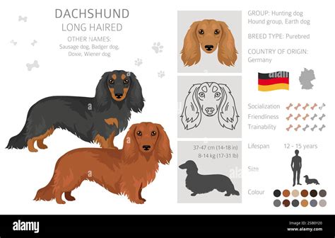 Dachshund Color Chart Coat And Colour