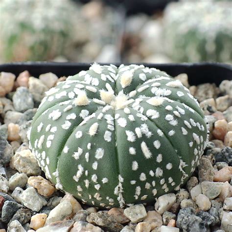 Astrophytum Asterias Super Kabuto Small Mcg™