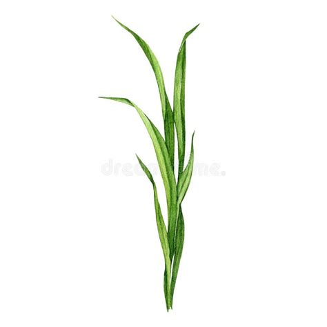 Single Blade Grass Stock Illustrations 495 Single Blade Grass Stock