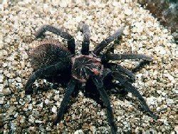 Spruce Fir Moss Spider Microhexura Montivaga Debugger