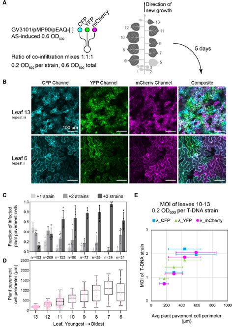 Quantification Of Pavement Cell Co Infection Rates Of Agrobacterium At