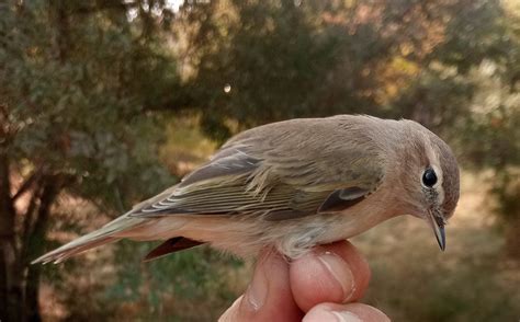 Ornitodata Pitulice Mică Siberiană