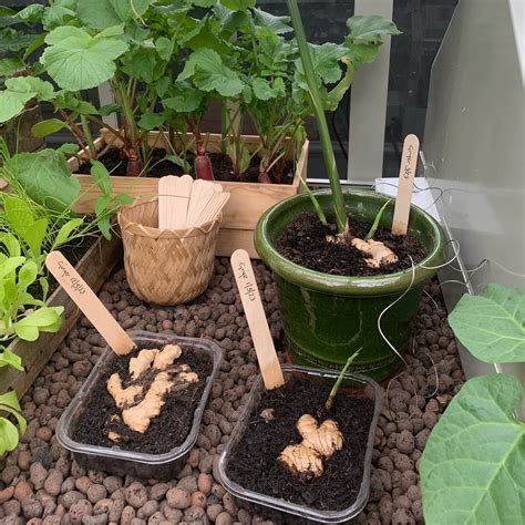 Growing Ginger In Pots