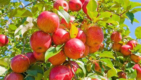 Apple Tree Varieties Growing Guide Common Problems And More Rennie