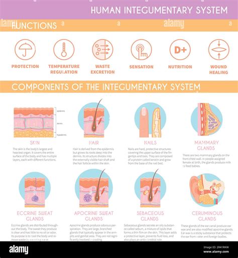 Human Integumentary System Functions And Components Infographics Poster