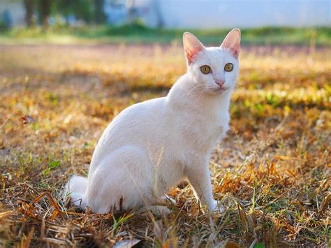 White Cat Breeds Youll Want To Adopt