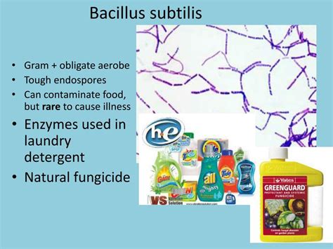 Ppt Bacterial Identification Powerpoint Presentation Free Download Id 2368770